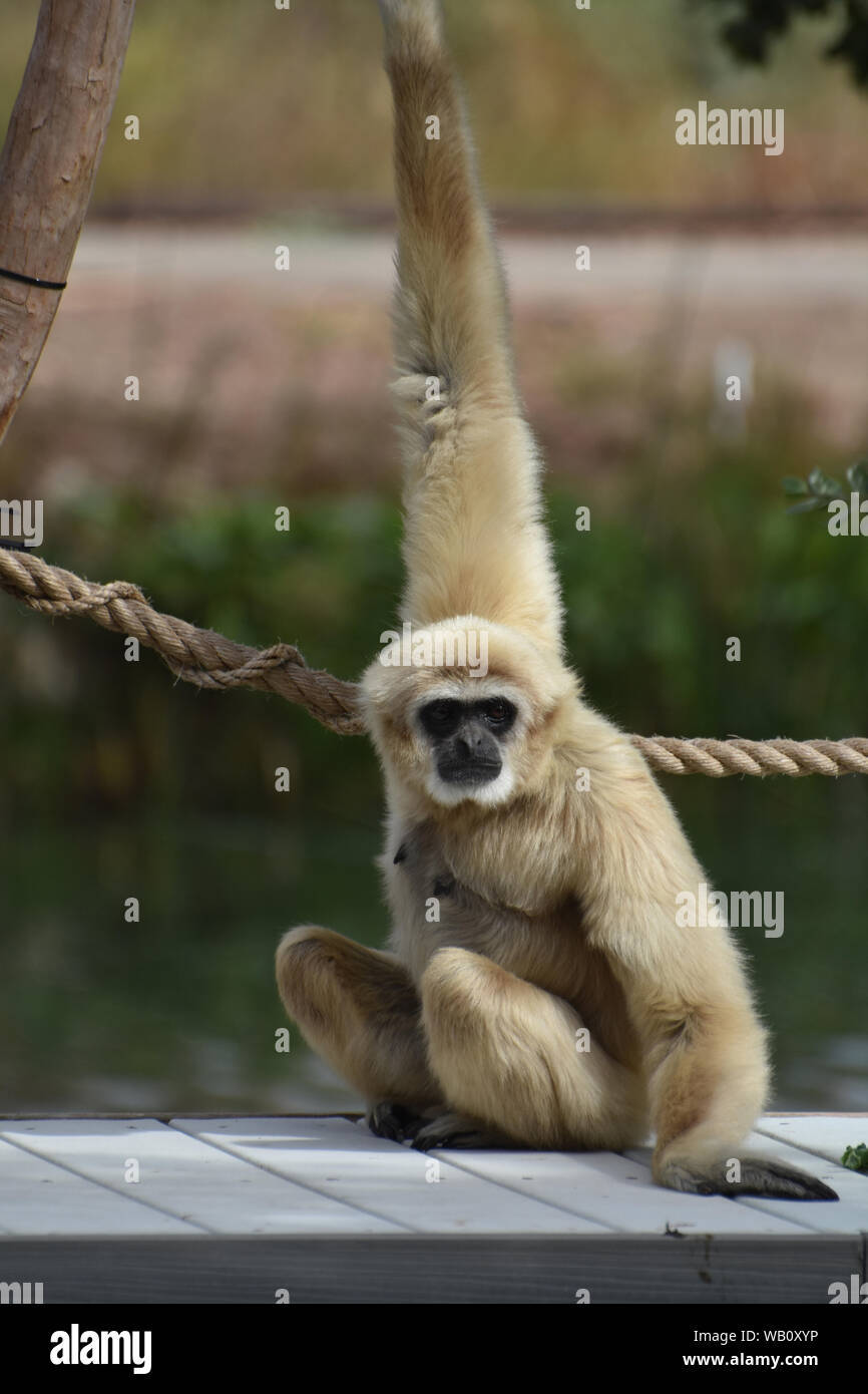 Langur monkey with his arm raised above him Stock Photo - Alamy