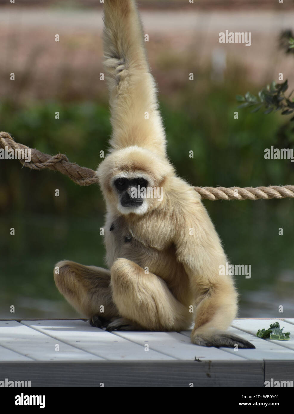 Black monkey bridge hi-res stock photography and images - Alamy