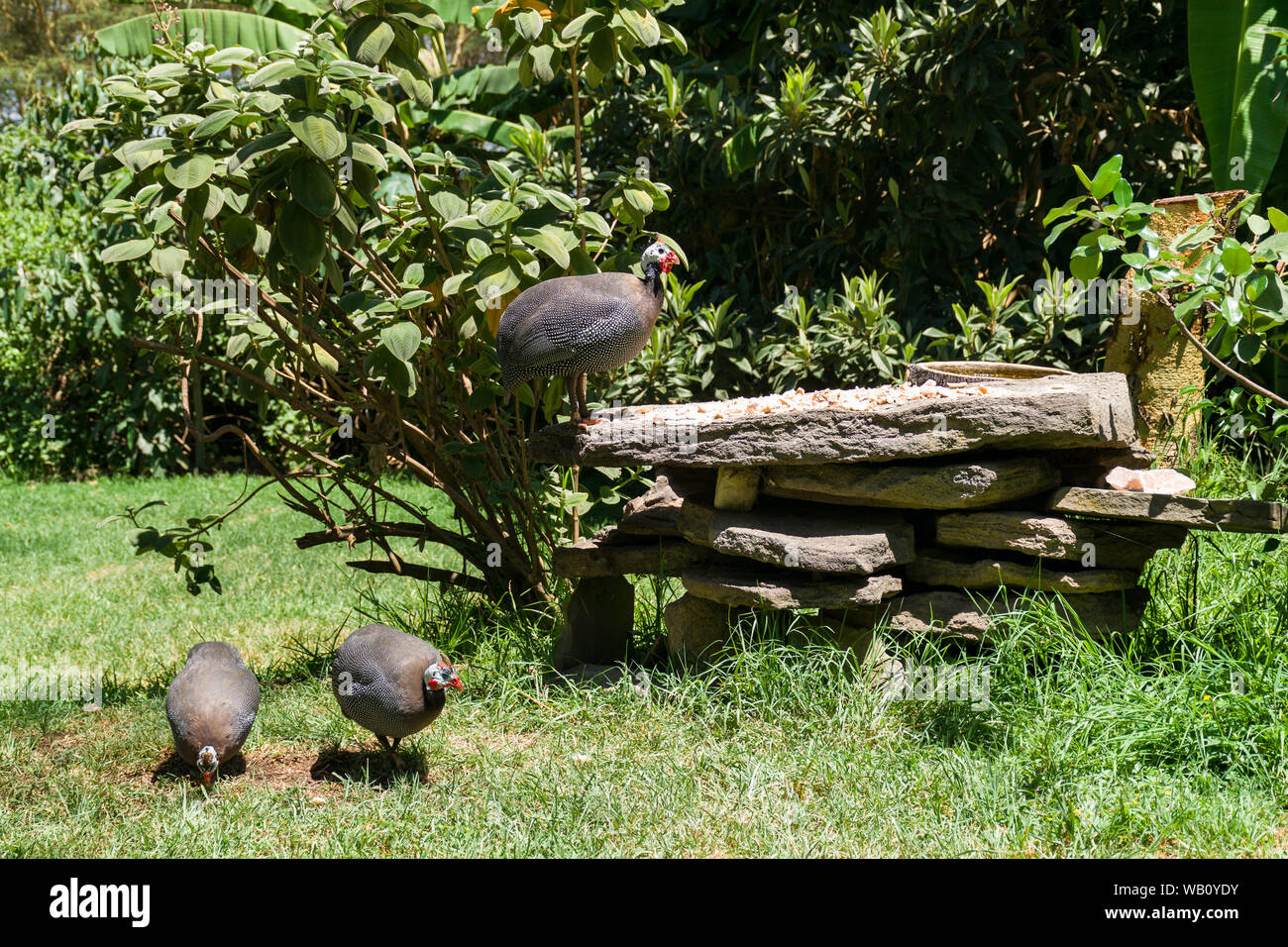 elmeted guineafowl (Numida meleagris reichnowi) foraging for food in ...