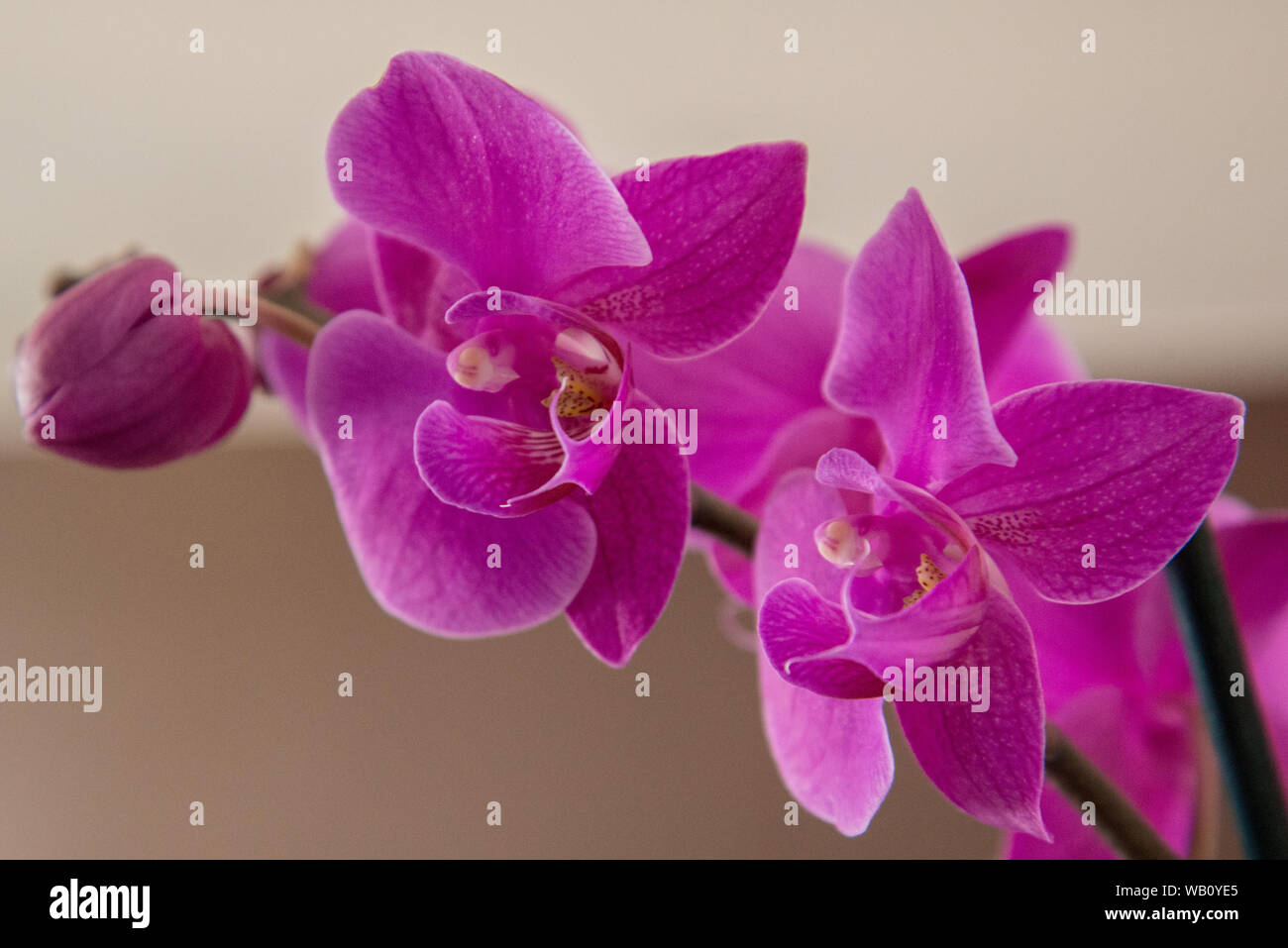 Orchidees en fleur hi-res stock photography and images - Alamy