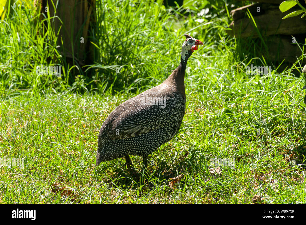 elmeted guineafowl (Numida meleagris reichnowi) foraging for food in ...