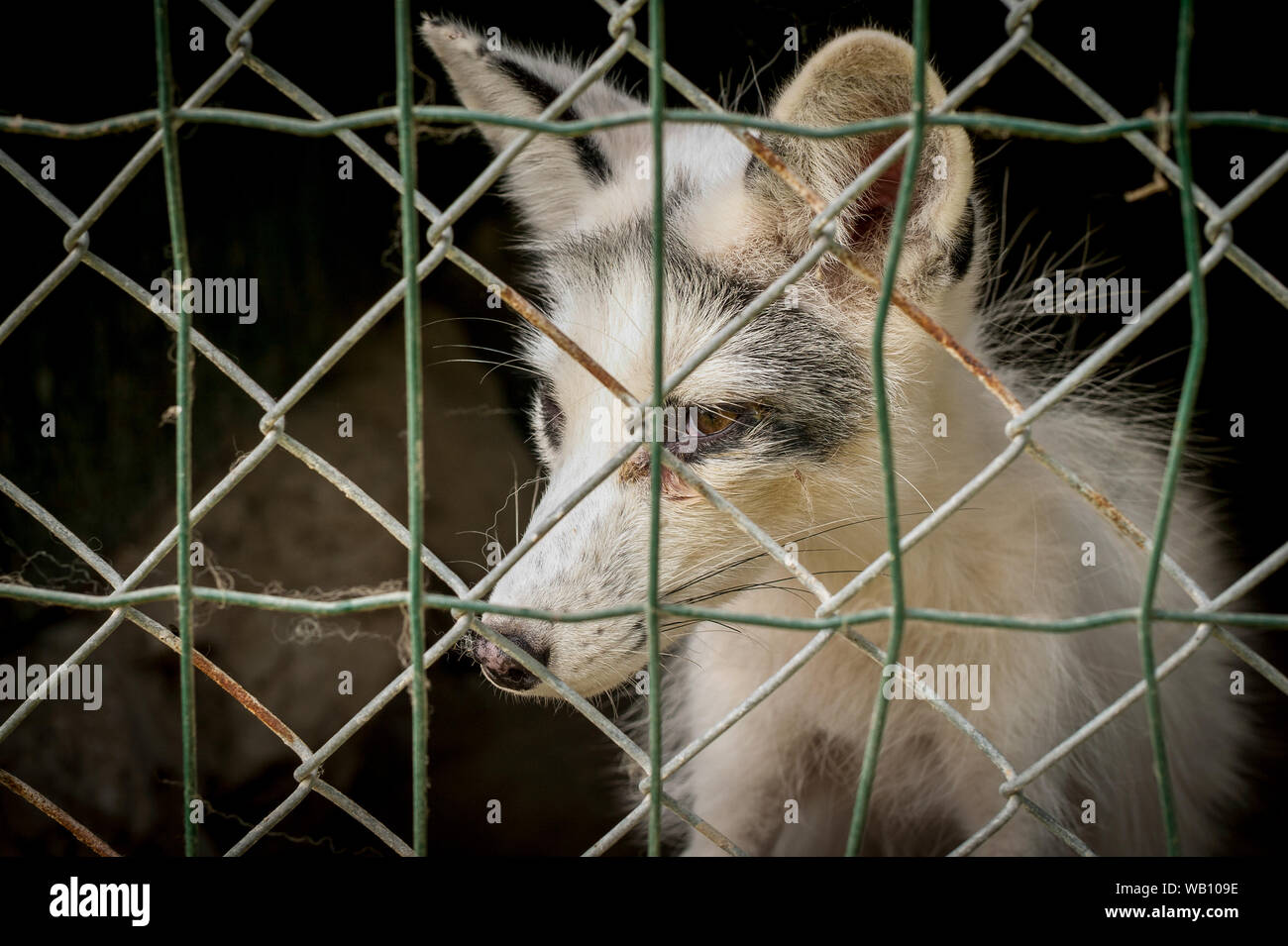Sad looking fox hi-res stock photography and images - Alamy