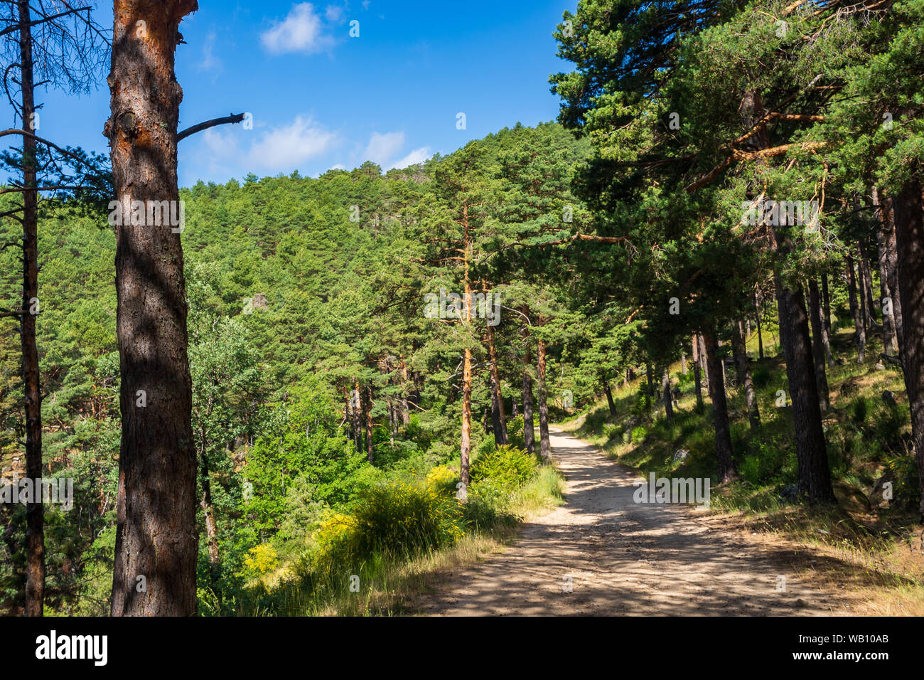 Forest of pine trees in spring Stock Photo - Alamy