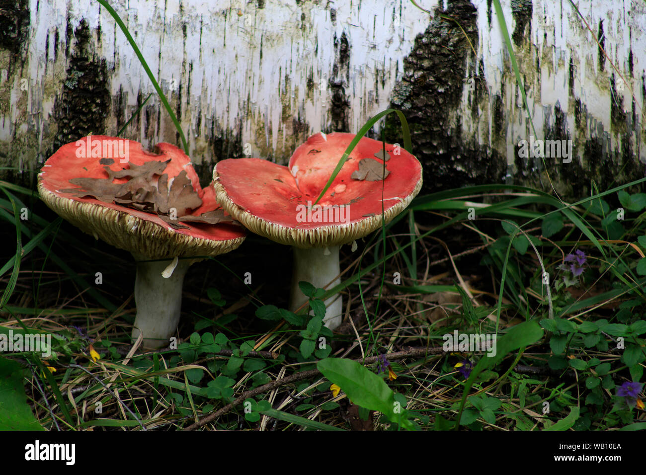 Two nice specimen of Russula aurora or Dawn Brittlegill mushrooms, cap ...