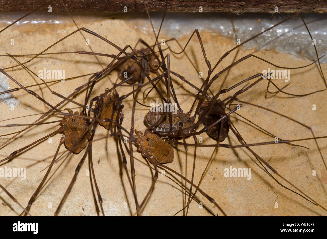 Harvestmen, Leiobunum flavum, clustered Stock Photo - Alamy