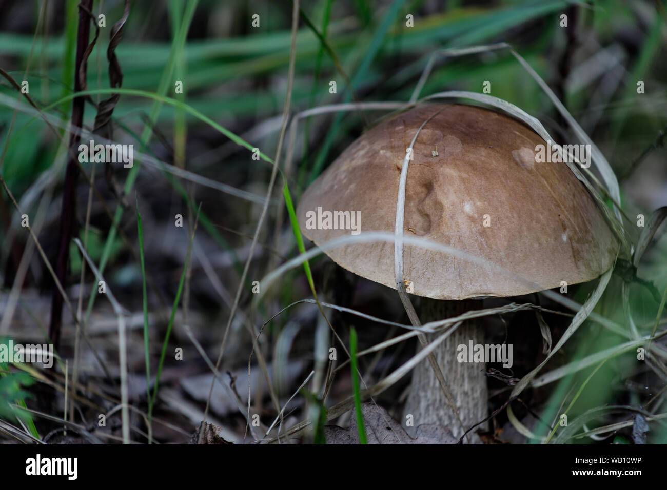 Brown Mushroom, Leccinum scabrum, commonly known as the rough-stemmed ...