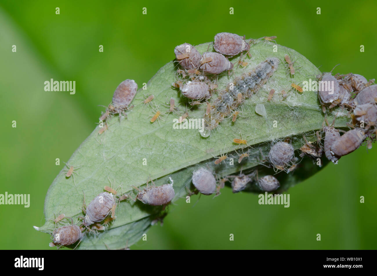 Harvester, Feniseca tarquinius, larva among Woolly Maple Aphid ...