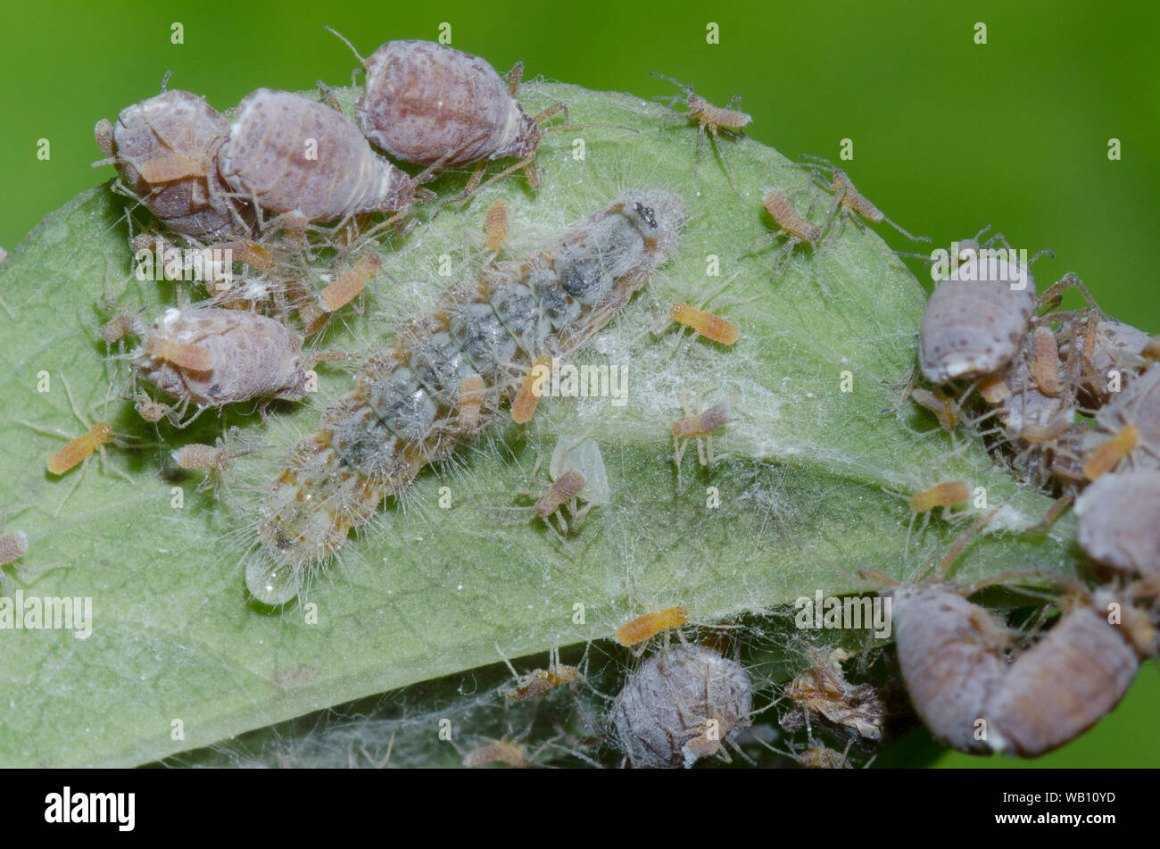 Harvester, Feniseca tarquinius, larva among Woolly Maple Aphid ...