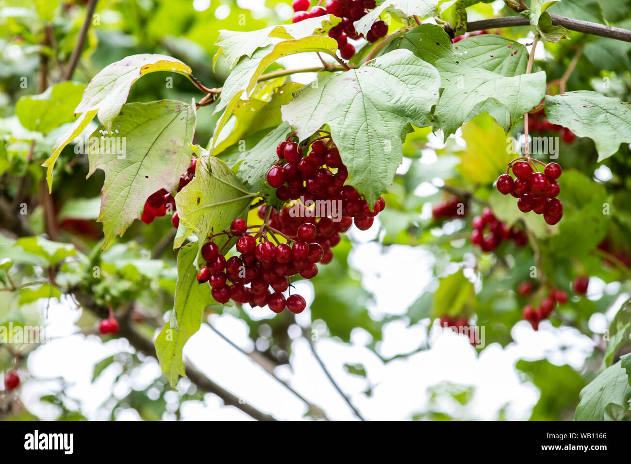 Kalina berries hi-res stock photography and images - Alamy