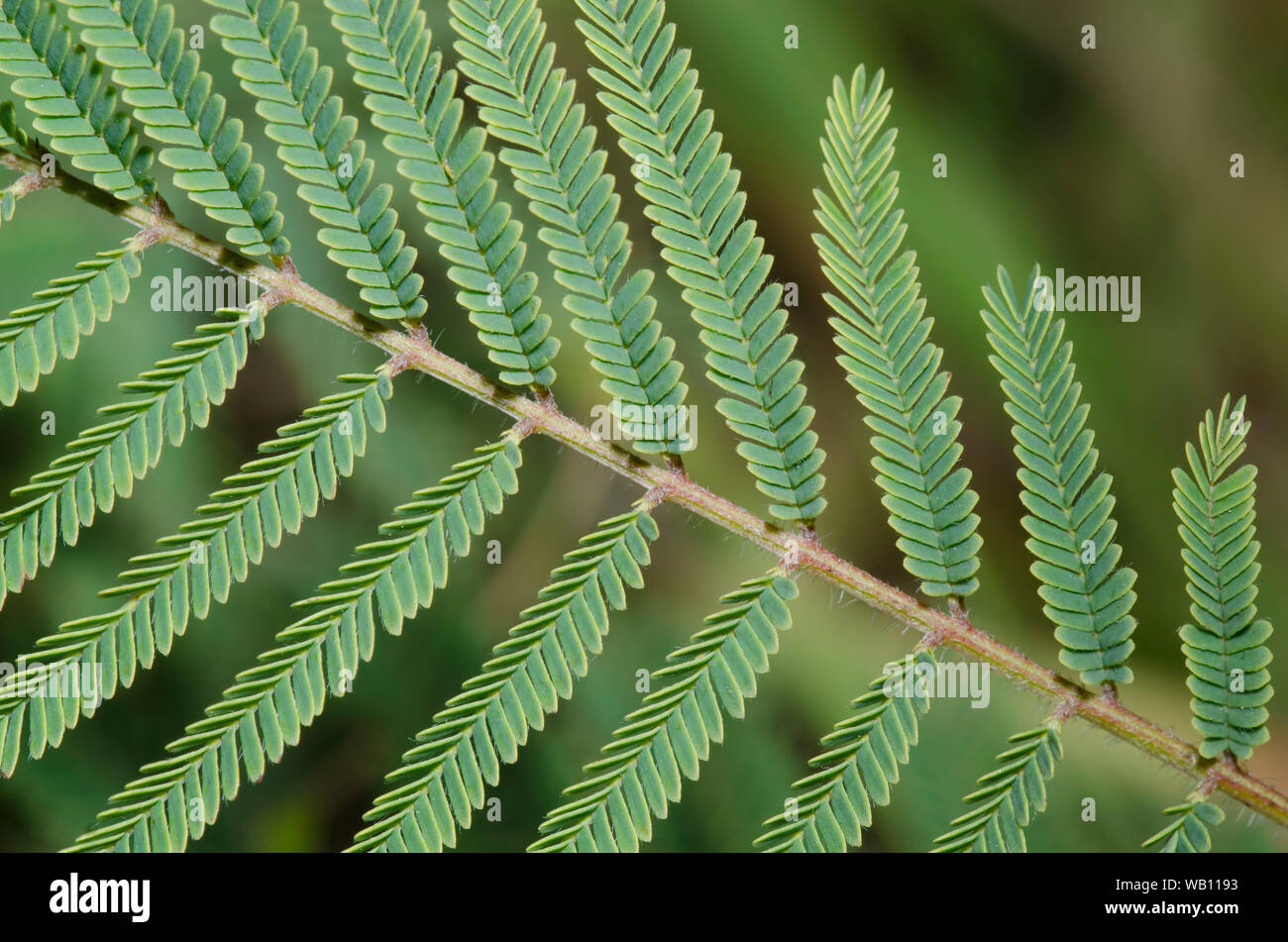 Prairie Acacia, Acacia angustissima Stock Photo - Alamy