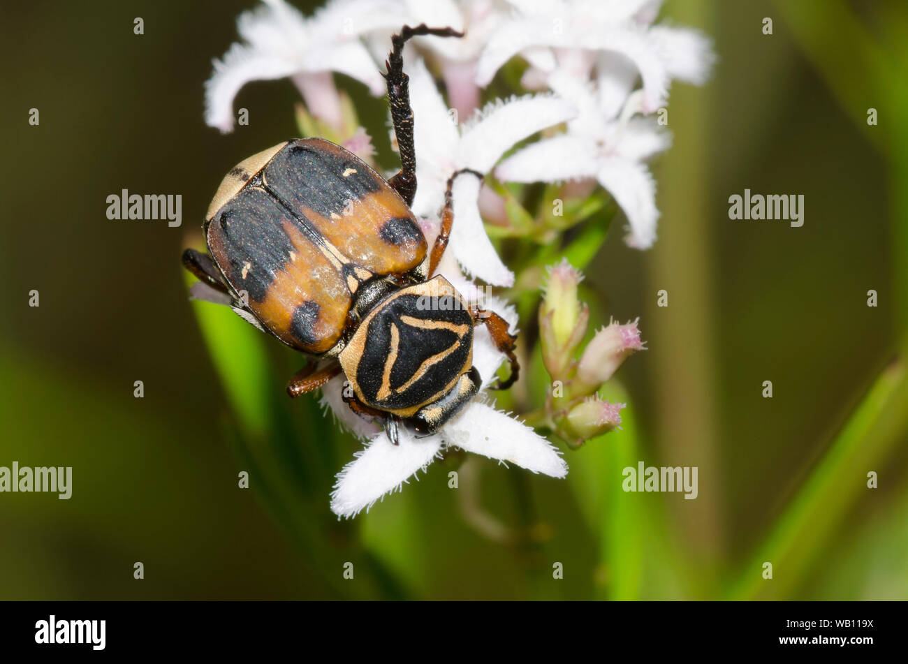 Delta Flower Scarab, Trigonopeltastes delta, foraging on diamondflowers ...