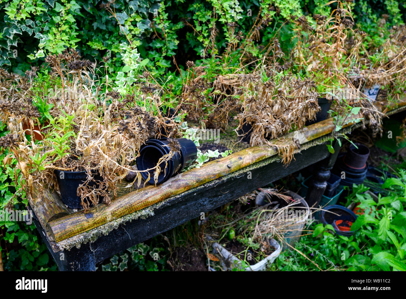 Overgrown Gardens High Resolution Stock Photography and Images - Alamy