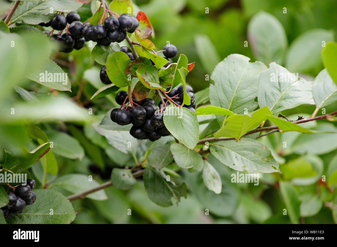 Aronia berries or Aronia melanocarpa on a bush. Shrub with bunches of ...