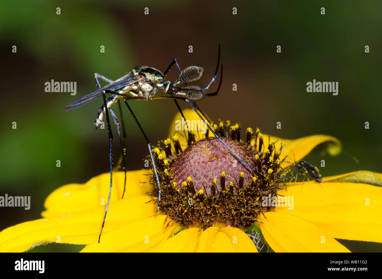 Elephant and mosquito hi-res stock photography and images - Alamy