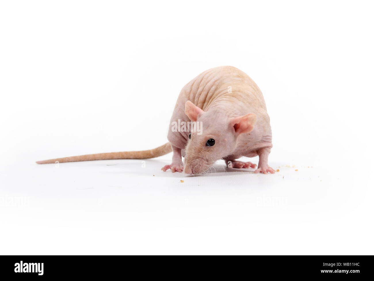 Rat eats bread hi-res stock photography and images - Alamy