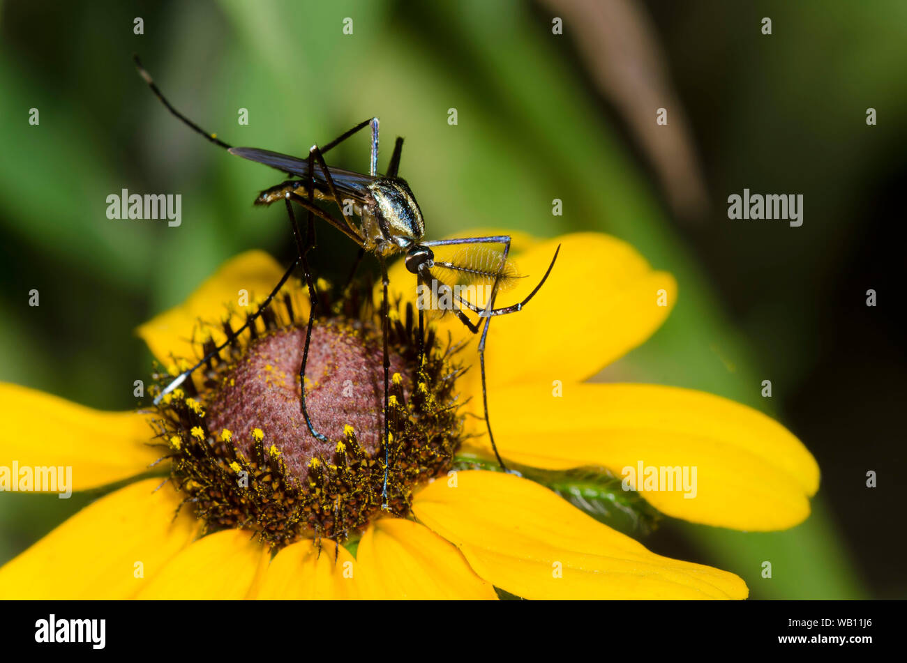 Mosquito and elephant hi-res stock photography and images - Alamy
