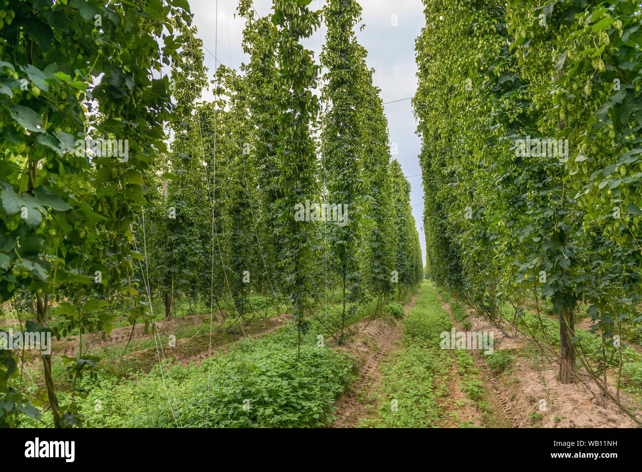 Yard of ale hi-res stock photography and images - Alamy