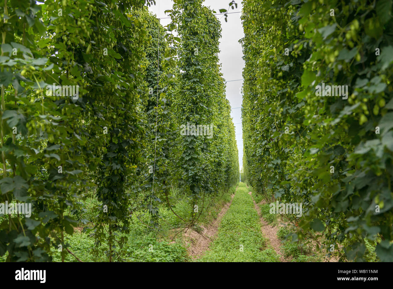 Row of mature hop plants in a hop yard in September Stock Photo - Alamy