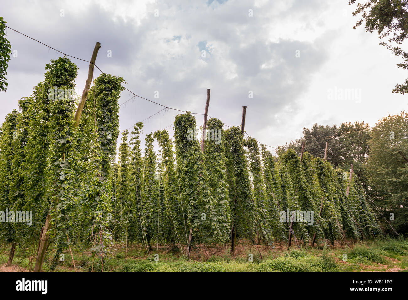 Hop plants hi-res stock photography and images - Alamy