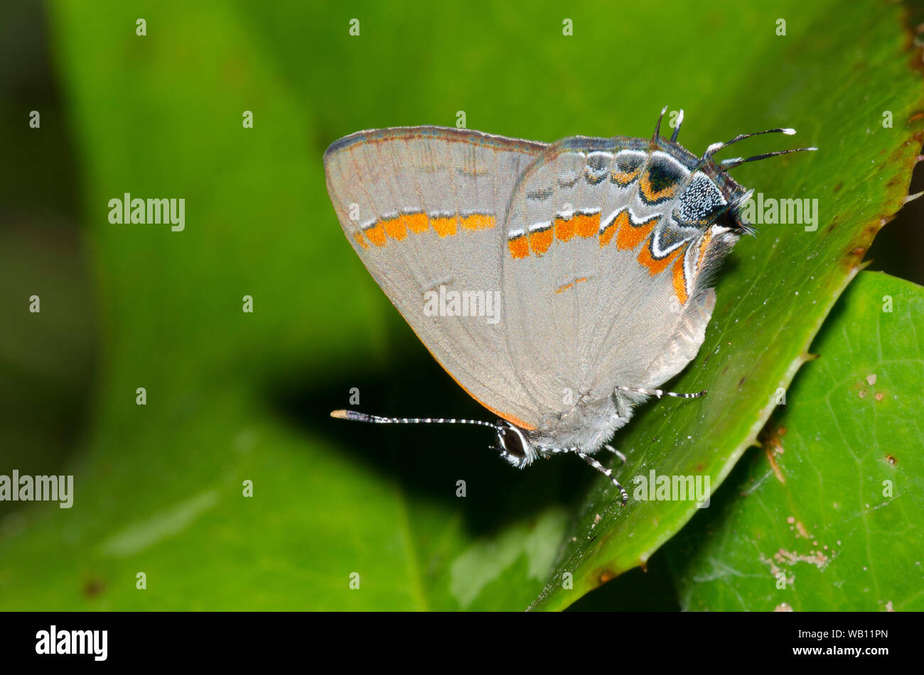 Red-banded Hairstreak, Calycopis cecrops Stock Photo - Alamy