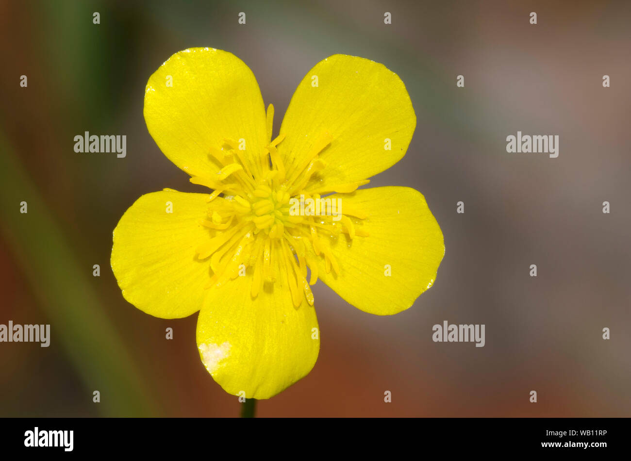 Buttercup, Ranunculus sp Stock Photo - Alamy