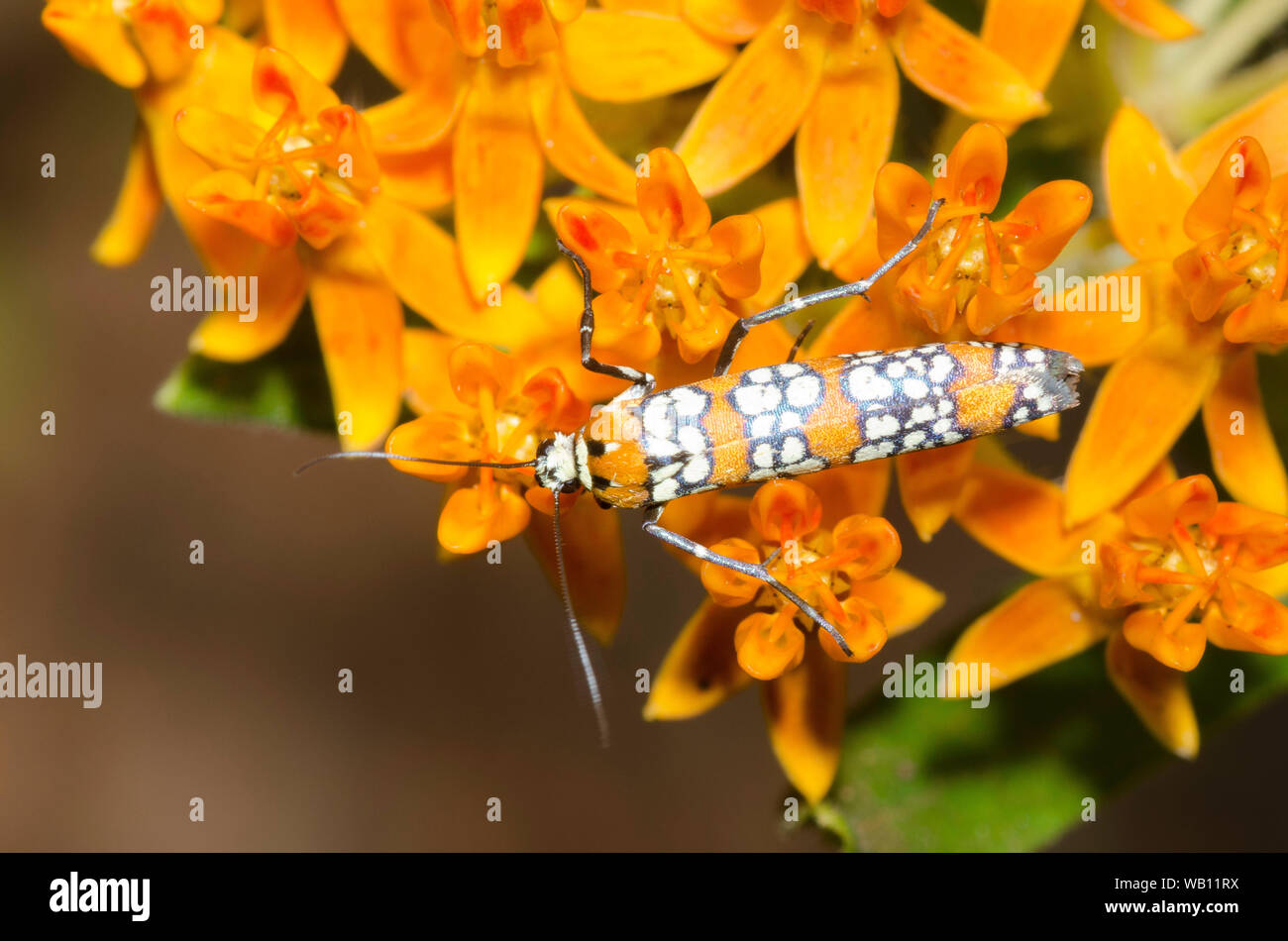 Family attevidae hi-res stock photography and images - Alamy
