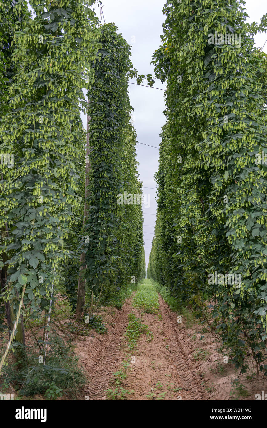 Row of mature hop plants in a hop yard in September. Hop plants near ...
