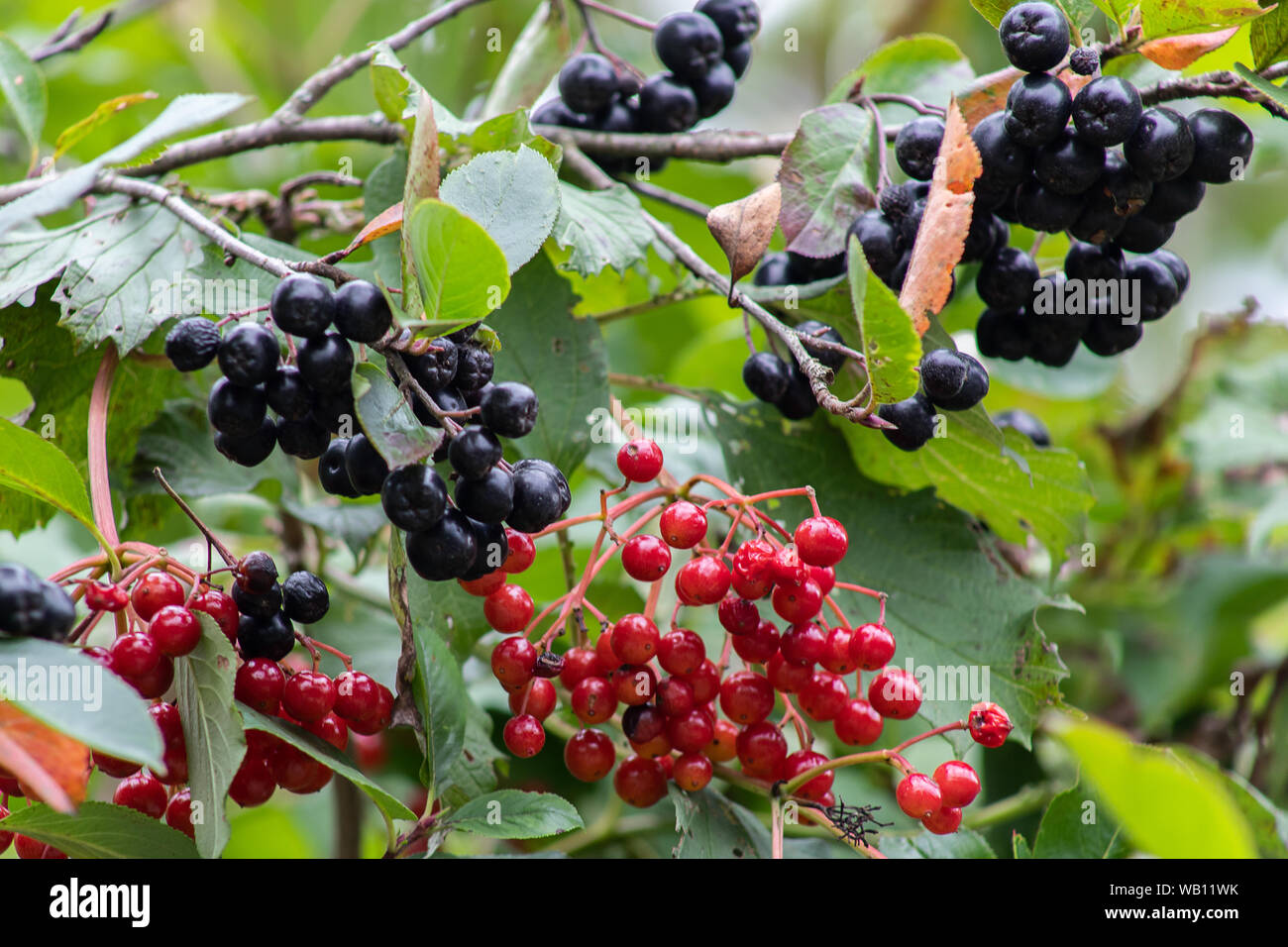 Aronia berries or Aronia melanocarpa on a bush. Shrub with bunches of ...
