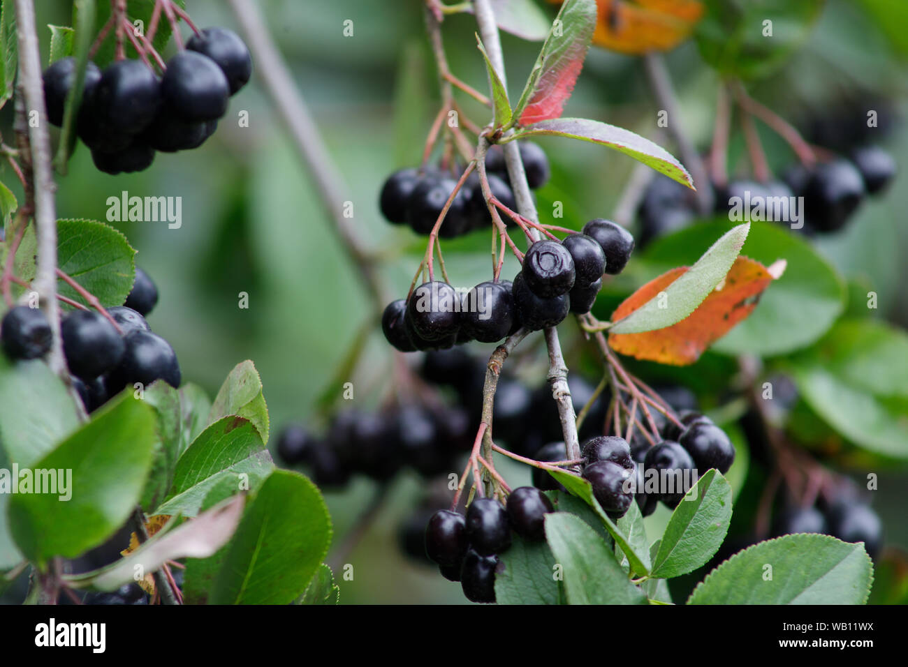 Aronia berries or Aronia melanocarpa on a bush. Shrub with bunches of ...