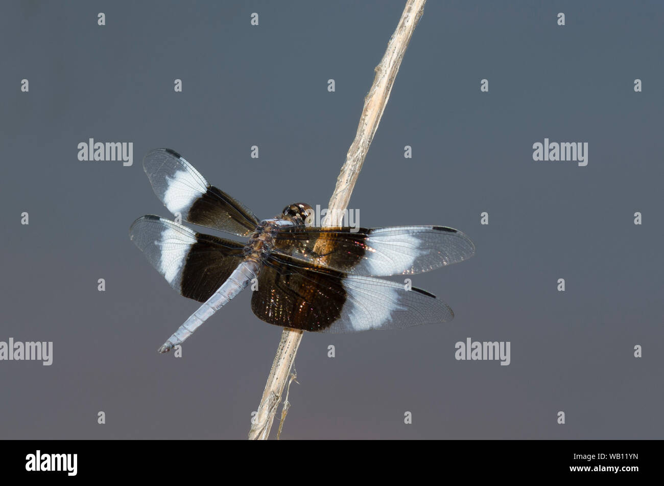Male skimmer hi-res stock photography and images - Alamy