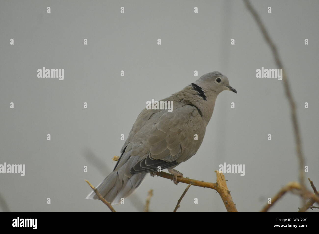 Gray dove hi-res stock photography and images - Alamy