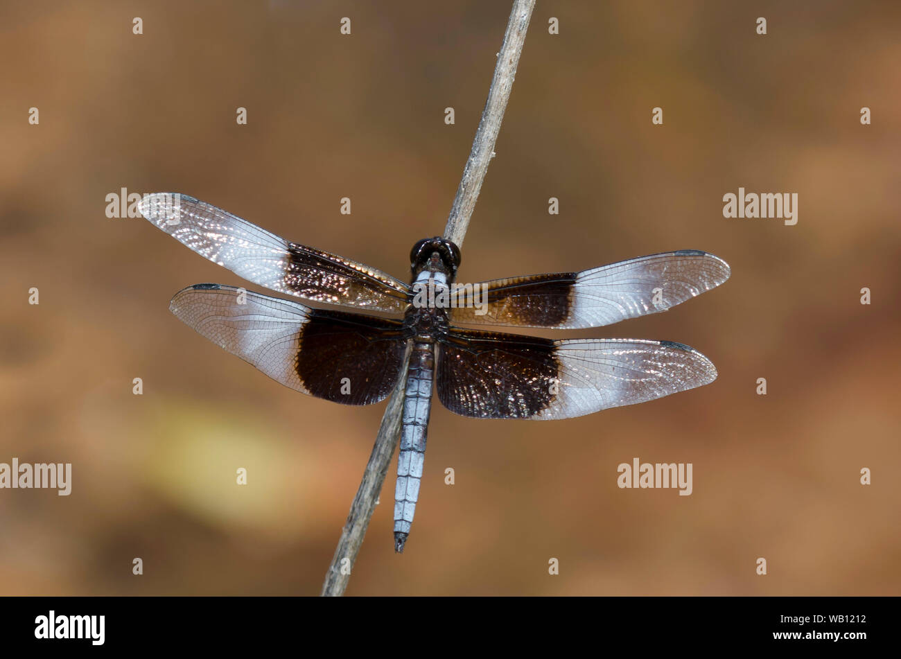 Male widow skimmer dragonfly hi-res stock photography and images - Alamy