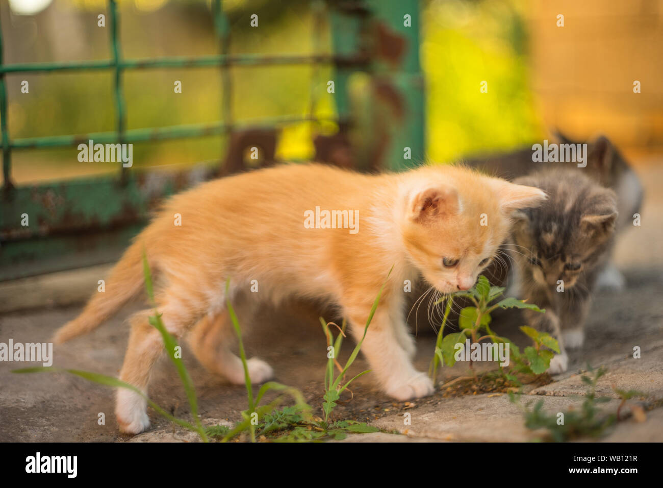 Cat sniffing floor hi-res stock photography and images - Alamy
