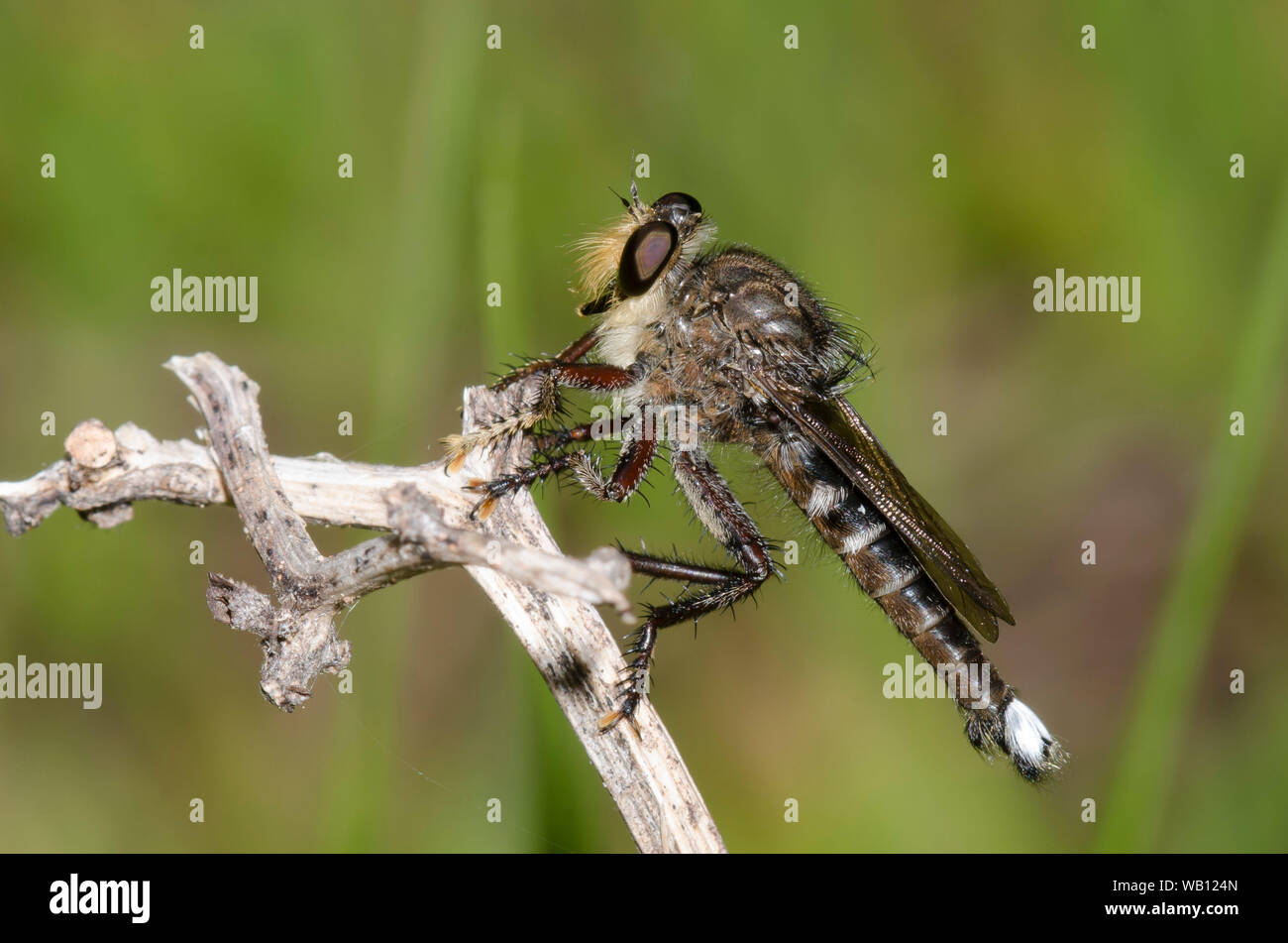 Robber Fly, Promachus bastardi, male Stock Photo - Alamy