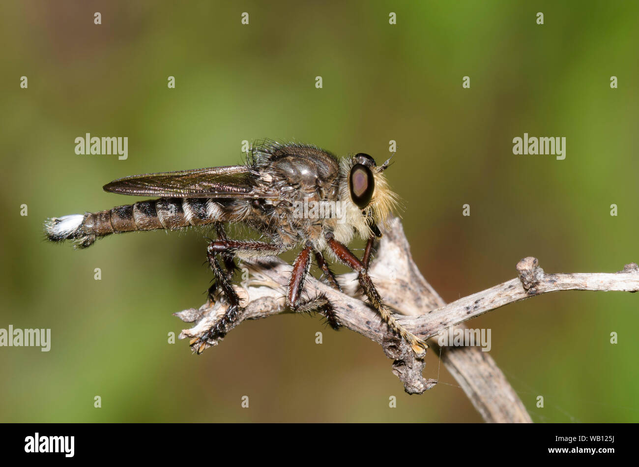 Robber Fly, Promachus bastardi, male Stock Photo - Alamy