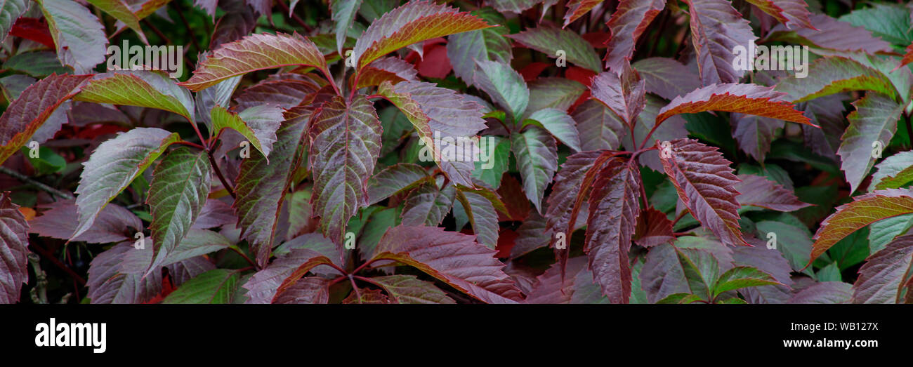 Beautiful virginia creeper Parthenocissus quinquefolia foliage in ...