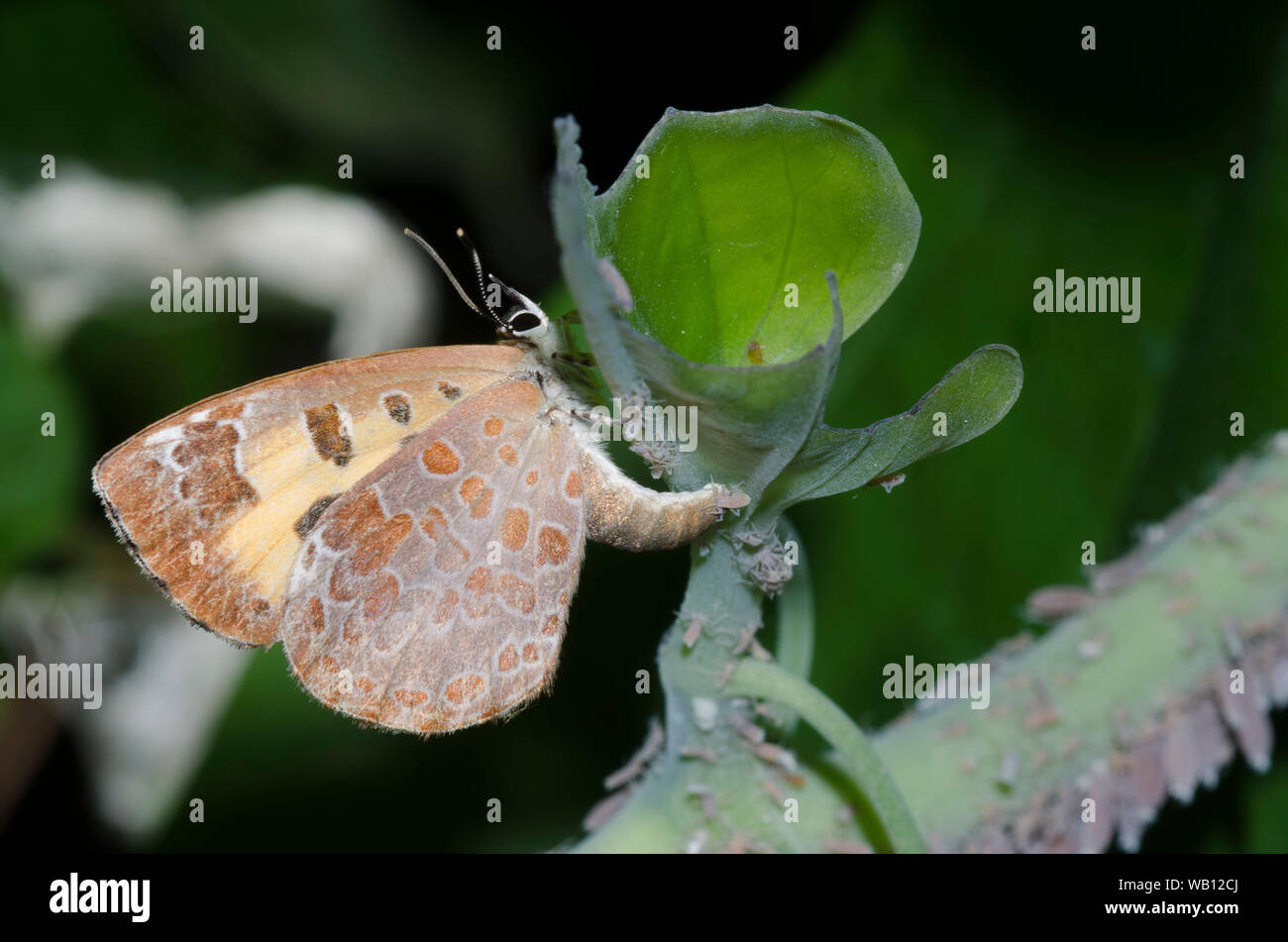 Female harvester hi-res stock photography and images - Alamy