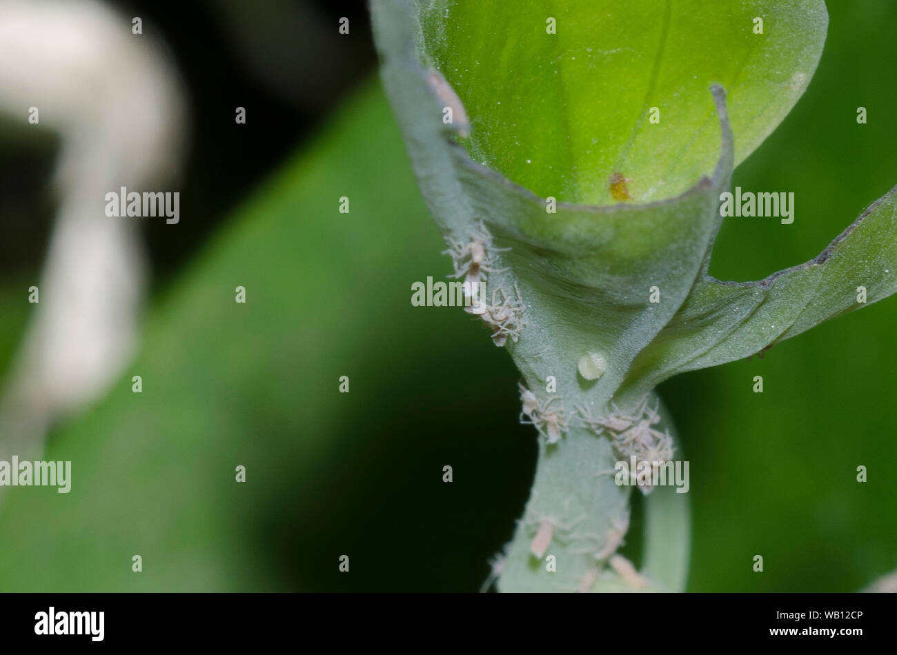 Aphid egg hi-res stock photography and images - Alamy