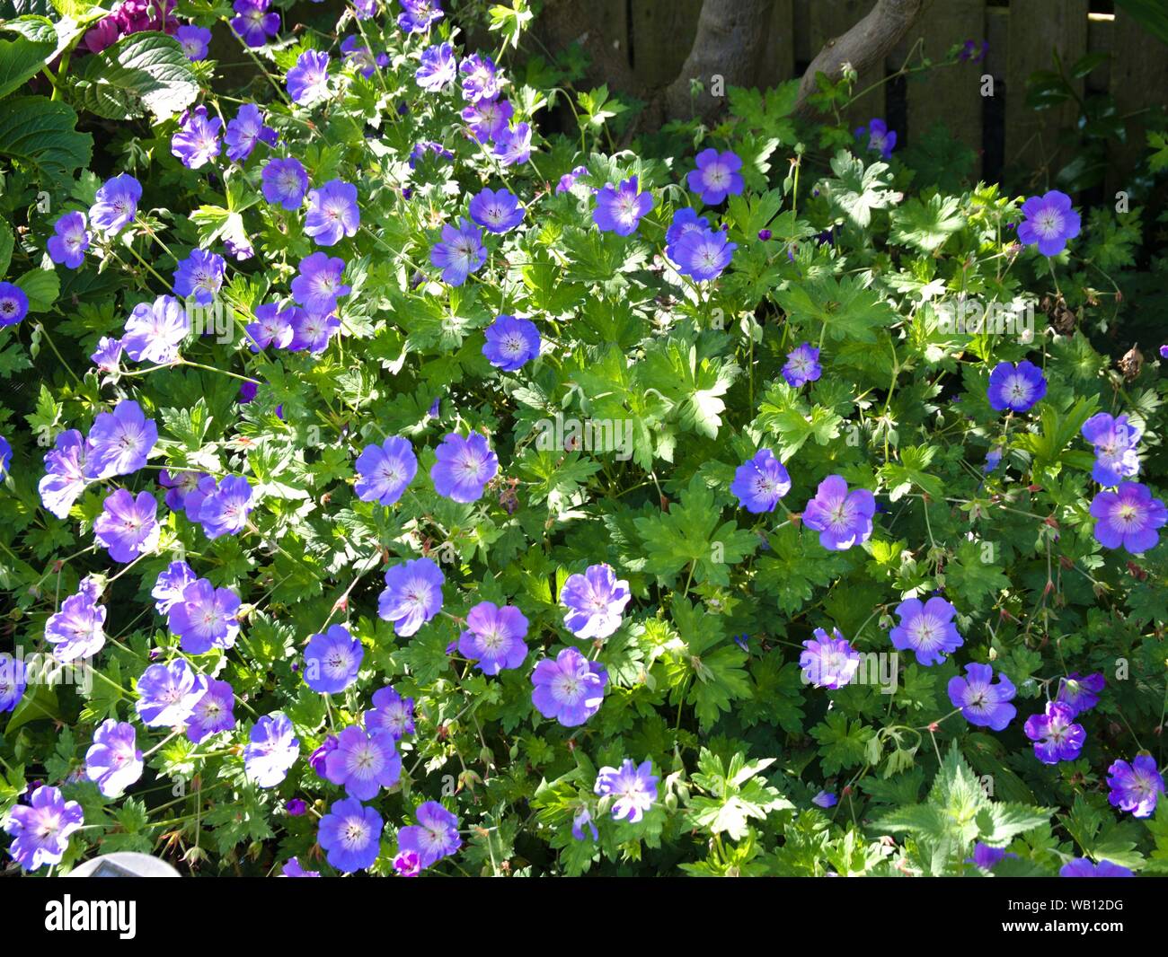 Geranium flower bed hi-res stock photography and images - Alamy