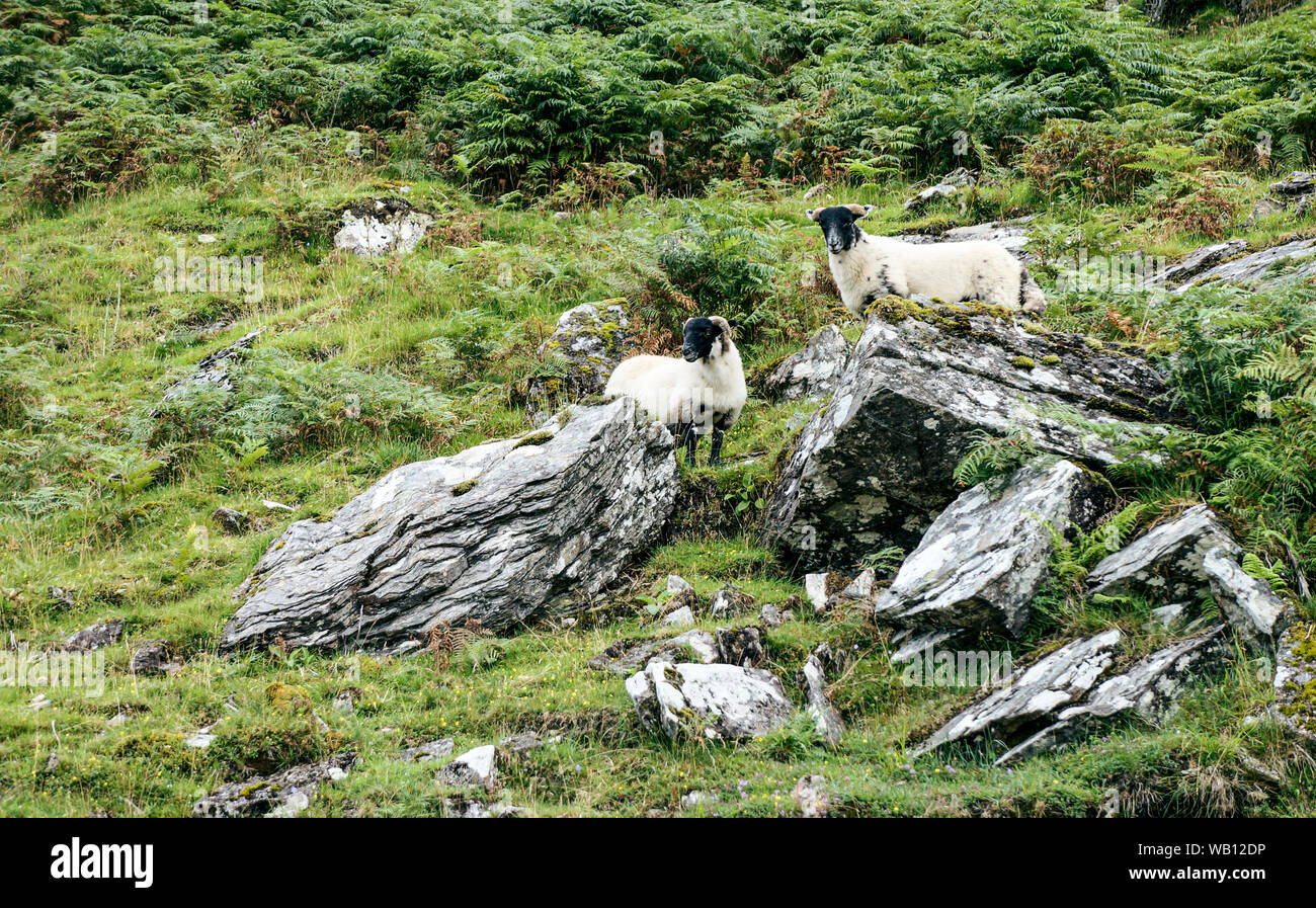 Sheep on rocks hi-res stock photography and images - Alamy