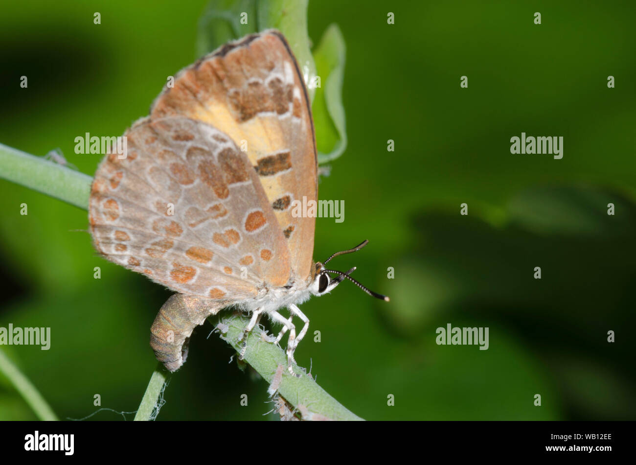 Woolly aphid hi-res stock photography and images - Alamy