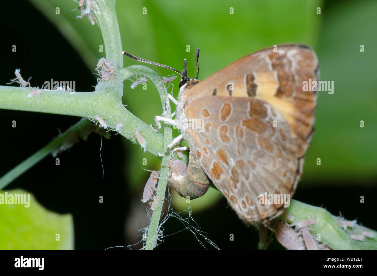 Harvester, Feniseca tarquinius, female ovipositing in Woolly Maple ...