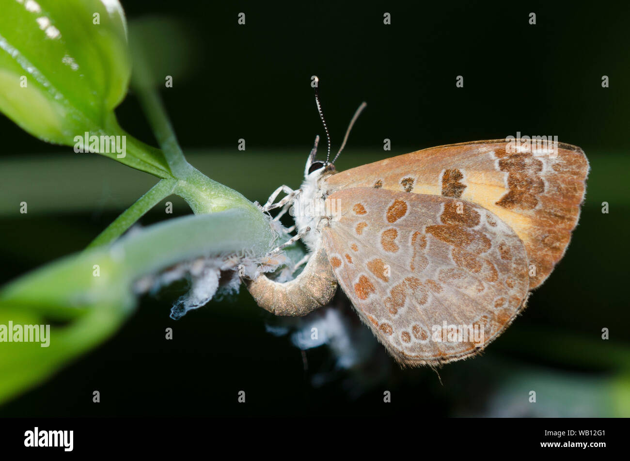 Harvester, Feniseca tarquinius, female ovipositing in Woolly Maple ...
