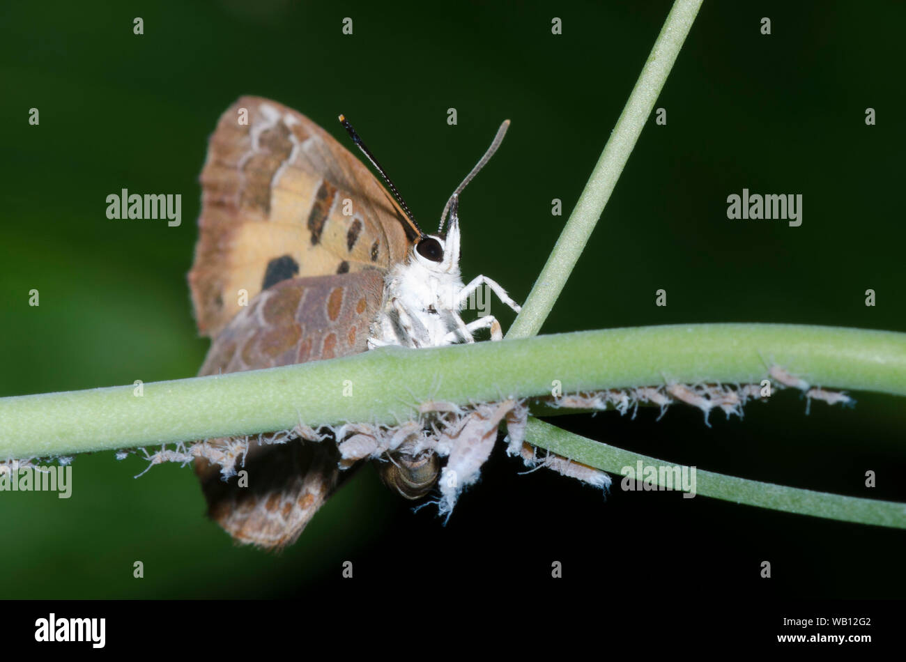 Harvester, Feniseca tarquinius, female ovipositing in Woolly Maple ...