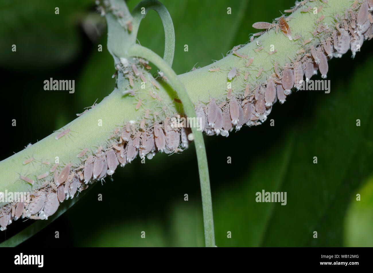 Woolly Maple Aphid, Neoprociphilus aceris, colony on bristly greenbrier ...