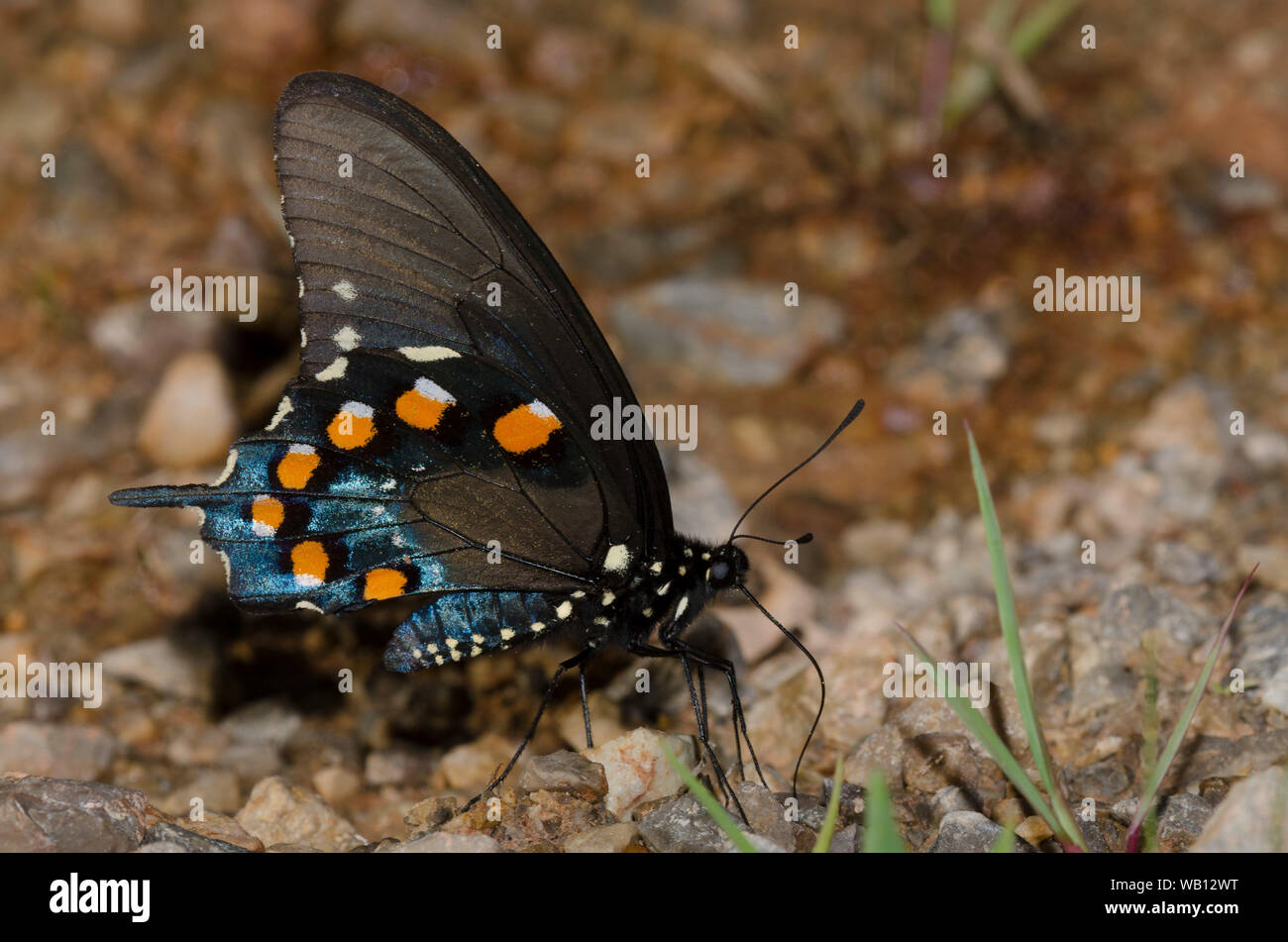 Pipevine swallowtail hi-res stock photography and images - Alamy