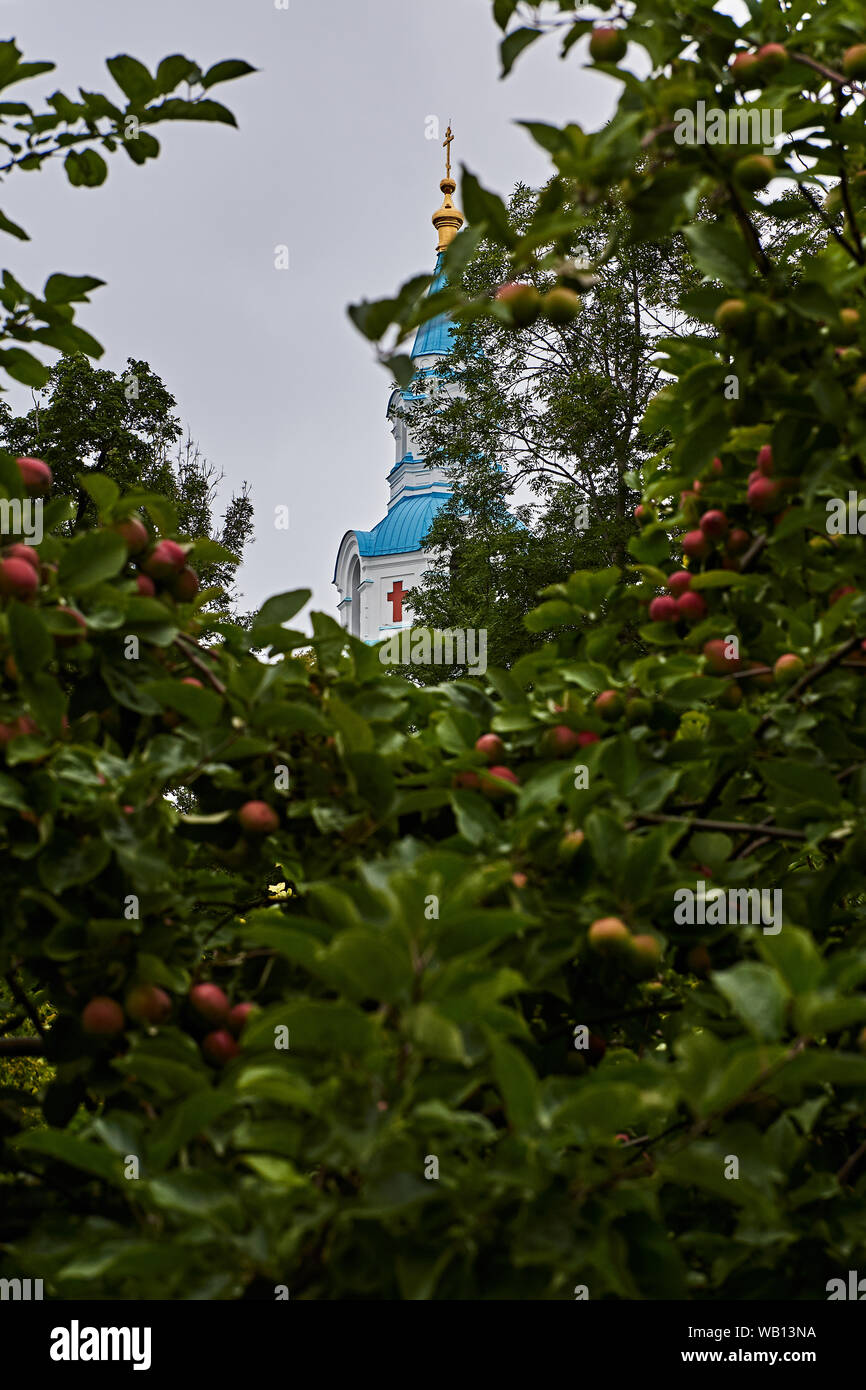 Wild apple tree hi-res stock photography and images - Alamy