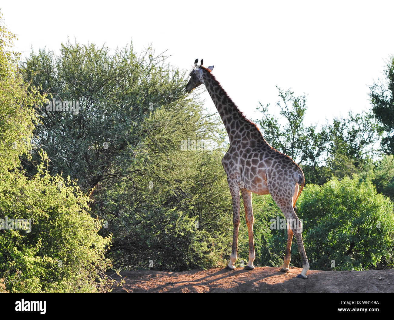 Giraffe browsing on tree leaves Stock Photo - Alamy