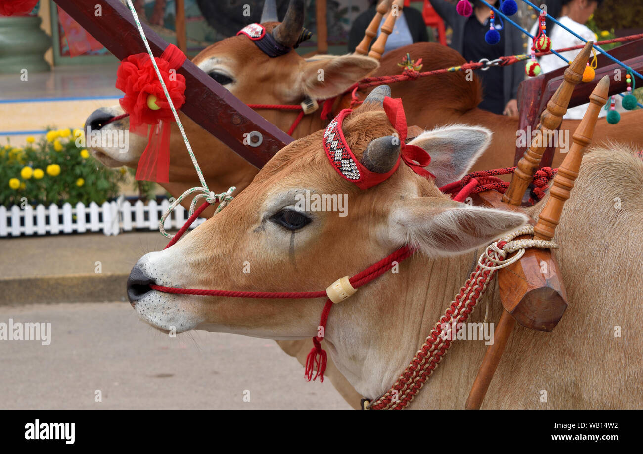 Ox cart festival hi-res stock photography and images - Alamy
