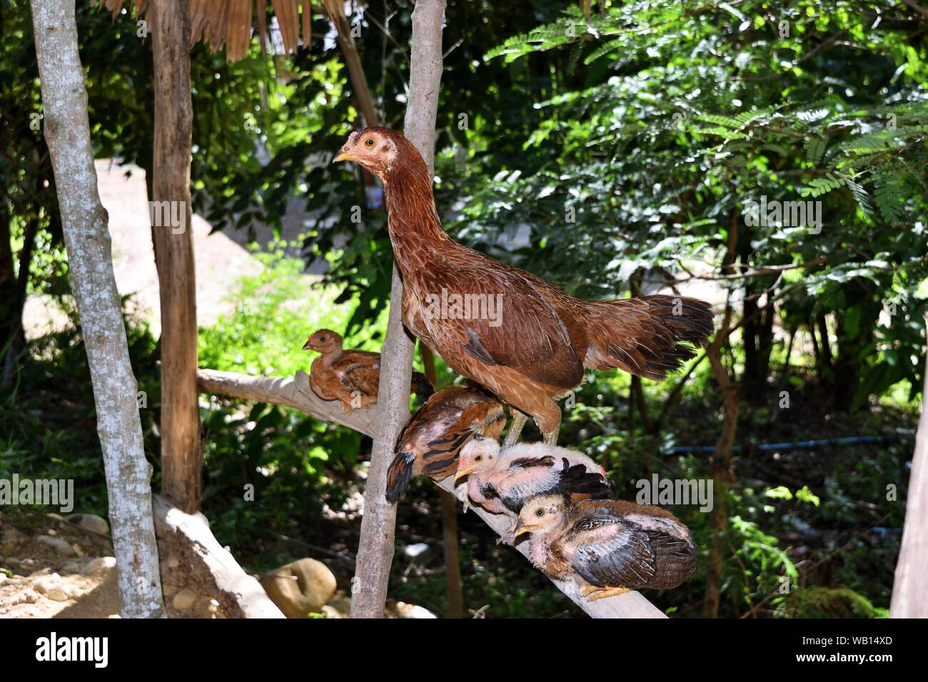 Thai hen and chick on log with natural green background , Thailand ...